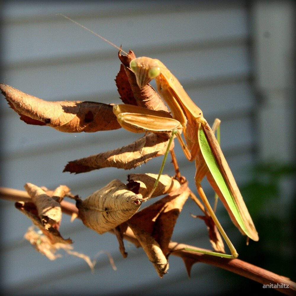 "Praying Mantis" by anitahiltz | Redbubble