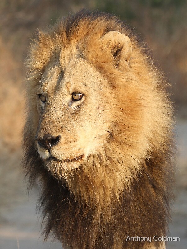 1000+ images about Lions of sabi sand- Mapogo on Pinterest | Pretty ...