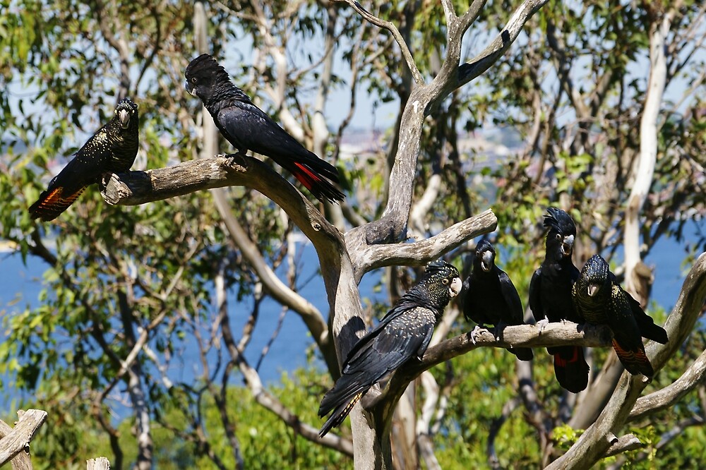 "Red-tailed Black Cockatoo flock" by roger smith | Redbubble