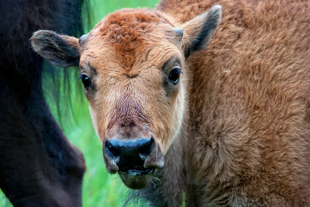 "Jeepers, Creepers, Where'd You Get Those Peepers???" by TeresaB ...