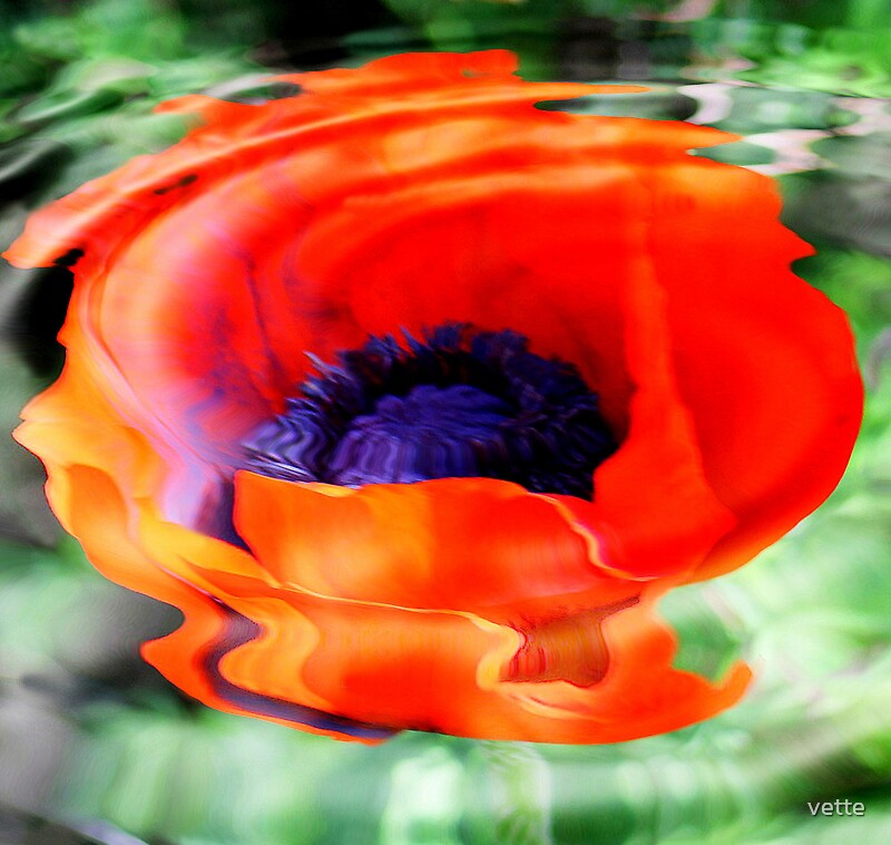 "Poppy In A Spin" by vette | Redbubble