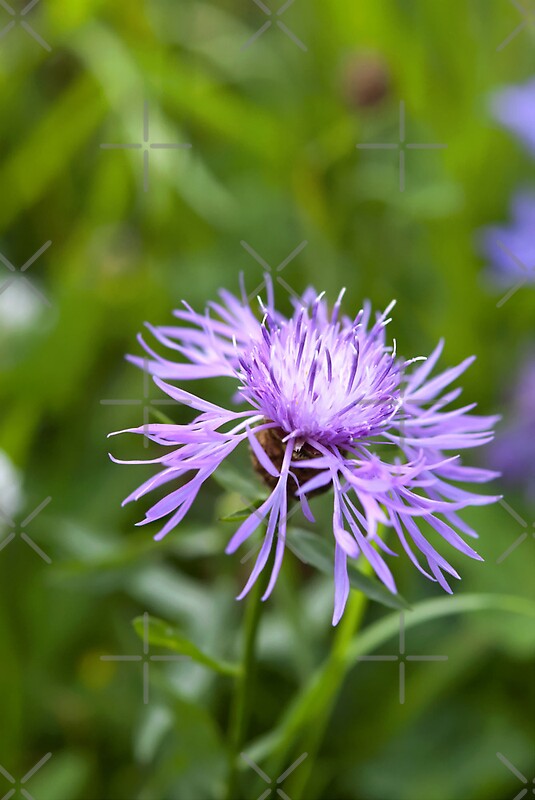 "Purple Cornflower" by Vac1 | Redbubble