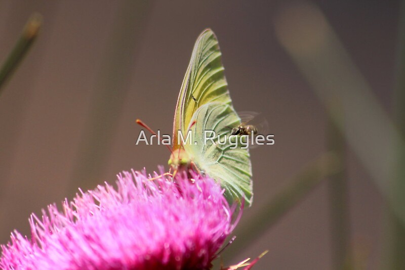 ""Go Away, Kid - You Bug Me"" by Arla Ruggles | Redbubble