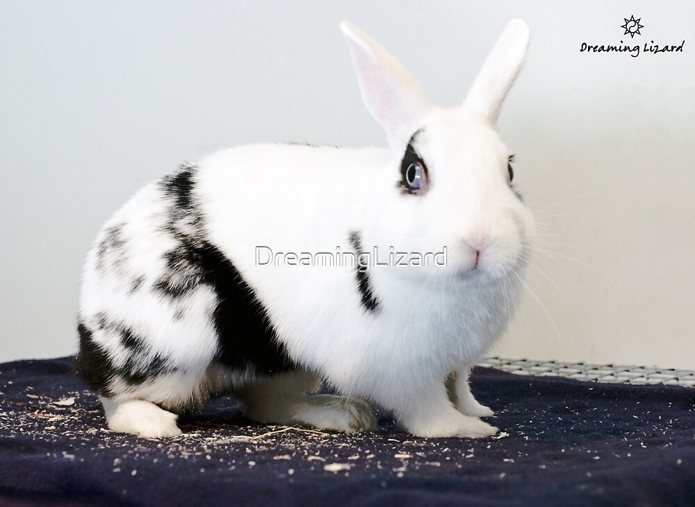 "beautifully broken Dutch rabbit" by DreamingLizard | Redbubble