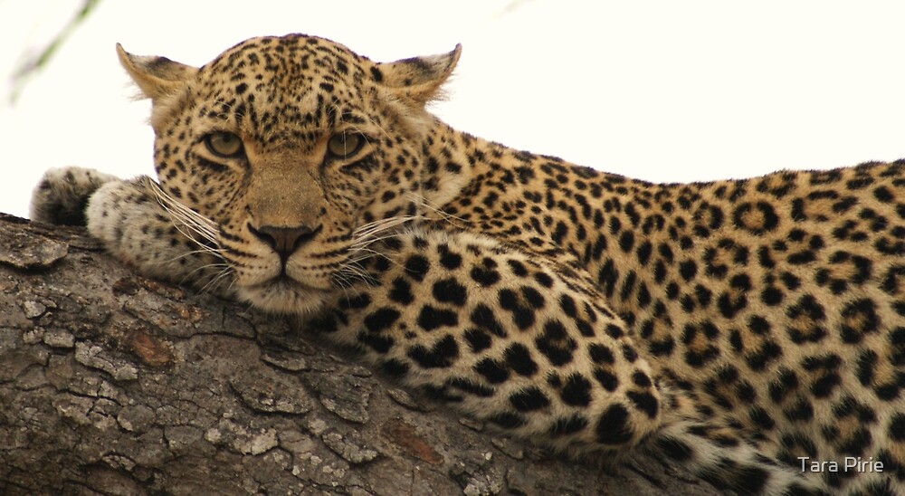 "Karula - Peaceful" by Tara Pirie | Redbubble