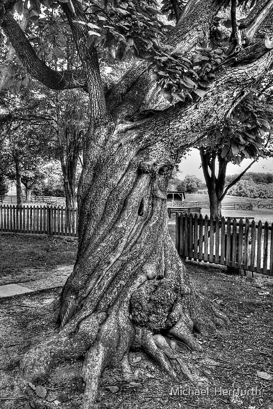 "Old Twisted Tree" by Michael Herrfurth | Redbubble