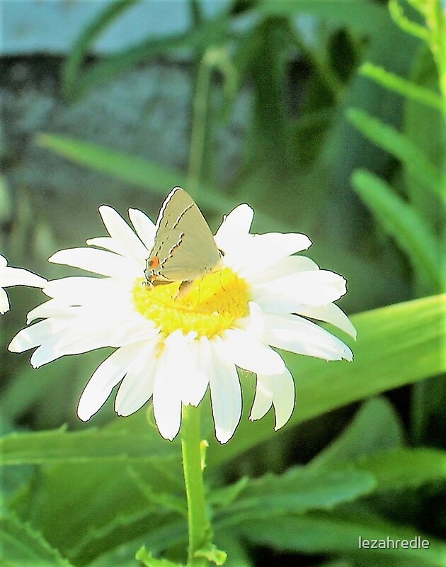 "Wings of Daisy!" by lezahredle | Redbubble