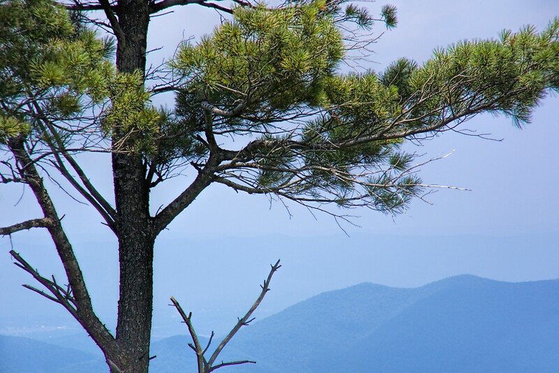 "Pine Tree along the Blue Ridge Parkway" by Randall Nyhof | Redbubble