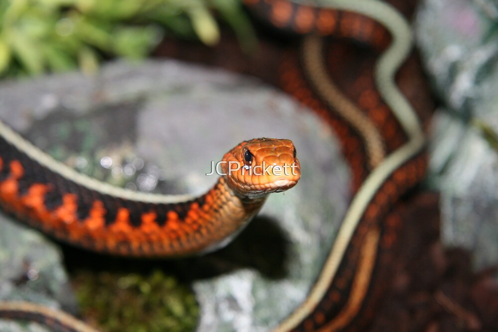 "Oregon Red-spotted Garter snake (Thamnophis sirtalis concinnus)" by ...