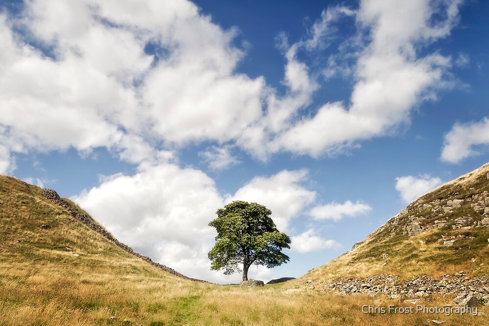 "Sycamore Gap, Hadrian's Wall" by Chris Frost Photography | Redbubble