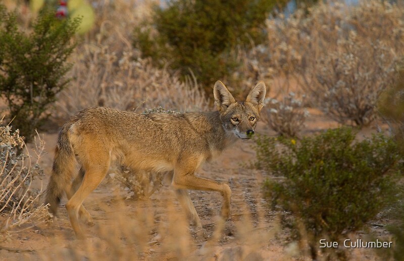 Wile E Coyote: Posters | Redbubble