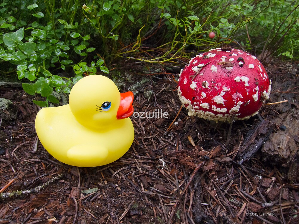 "Rubber Ducky Mushroom" by ozwille | Redbubble