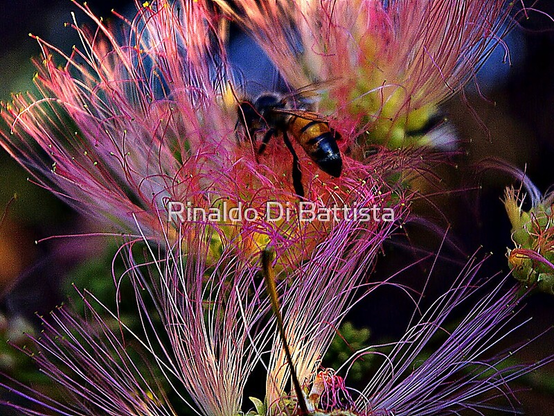 "Fire Bee" by Rinaldo Di Battista | Redbubble