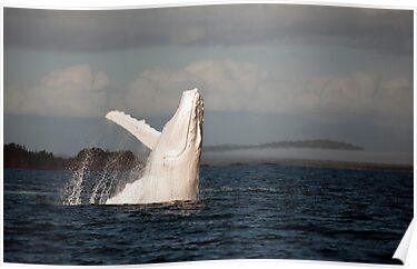 "White Whale Wave - Migaloo" by Jenny Dean | Redbubble