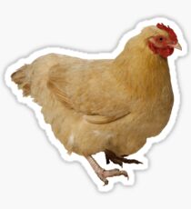 Chickens: Stickers | Redbubble