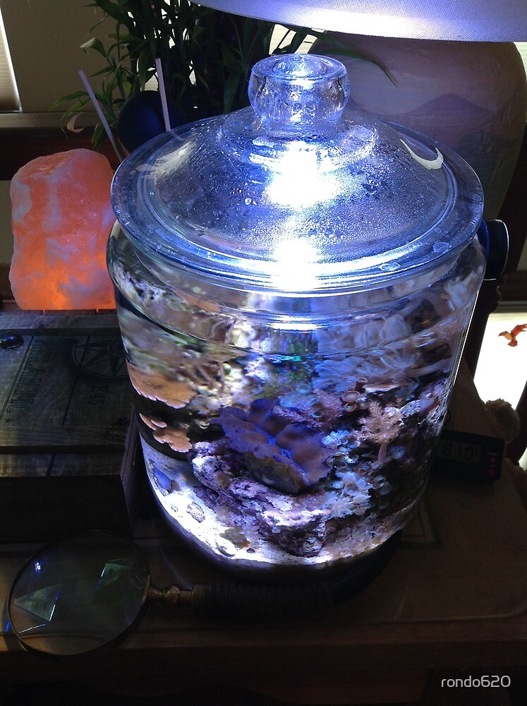 "Coral Reef Jar " by rondo620 | Redbubble