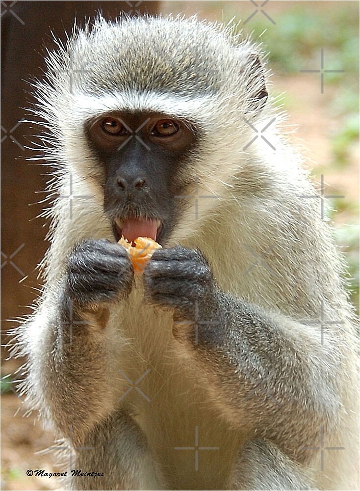 "VERY NICE! Vervet Monkey, (CERCOPITHECUS PYGERYTHRUS), Blou Aap" by ...