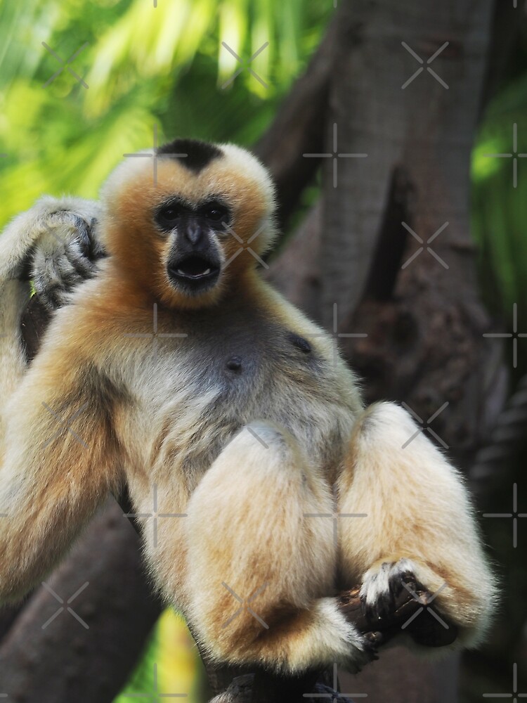 "White-cheeked Gibbon (monkey)" by Micky94 | Redbubble