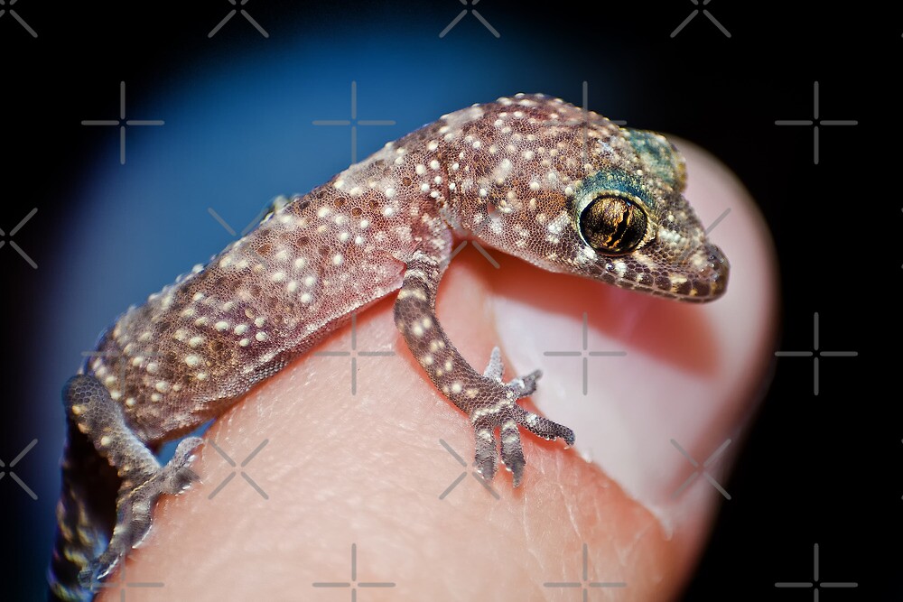 "Tiny Gecko" by V-Light | Redbubble