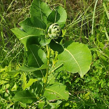 "Poplar rose" Sticker for Sale by Kim-Pratt | Redbubble