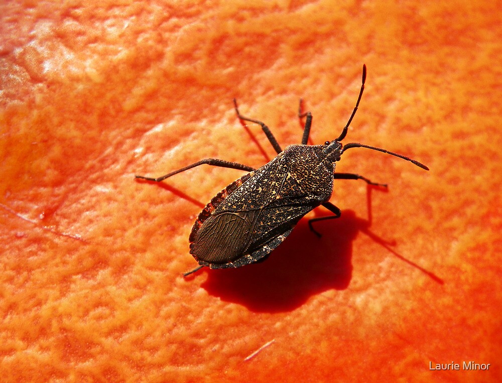 "Insect traversing a pumpkin" by Laurie Minor | Redbubble