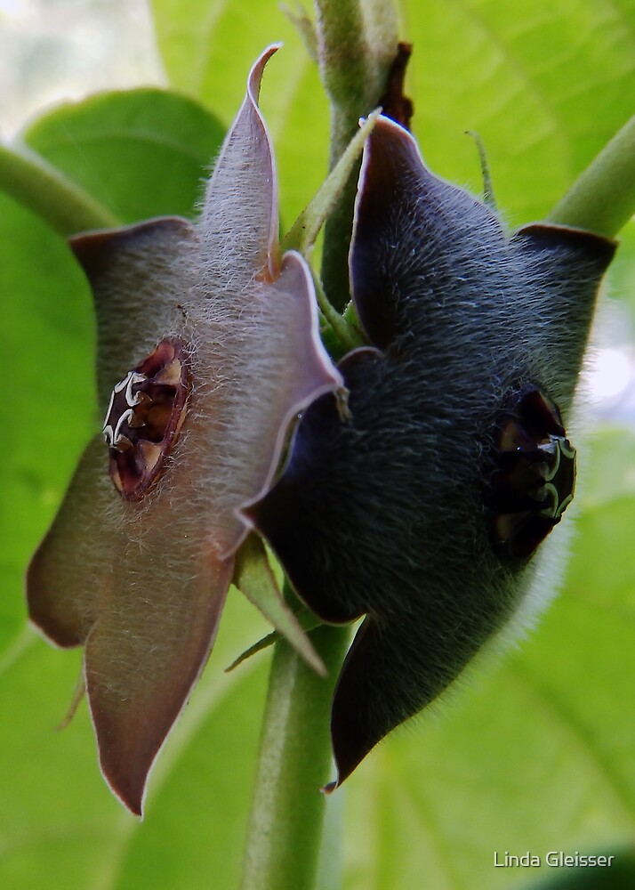 "Matelea cyclophylla in Flower" by Linda Gleisser | Redbubble