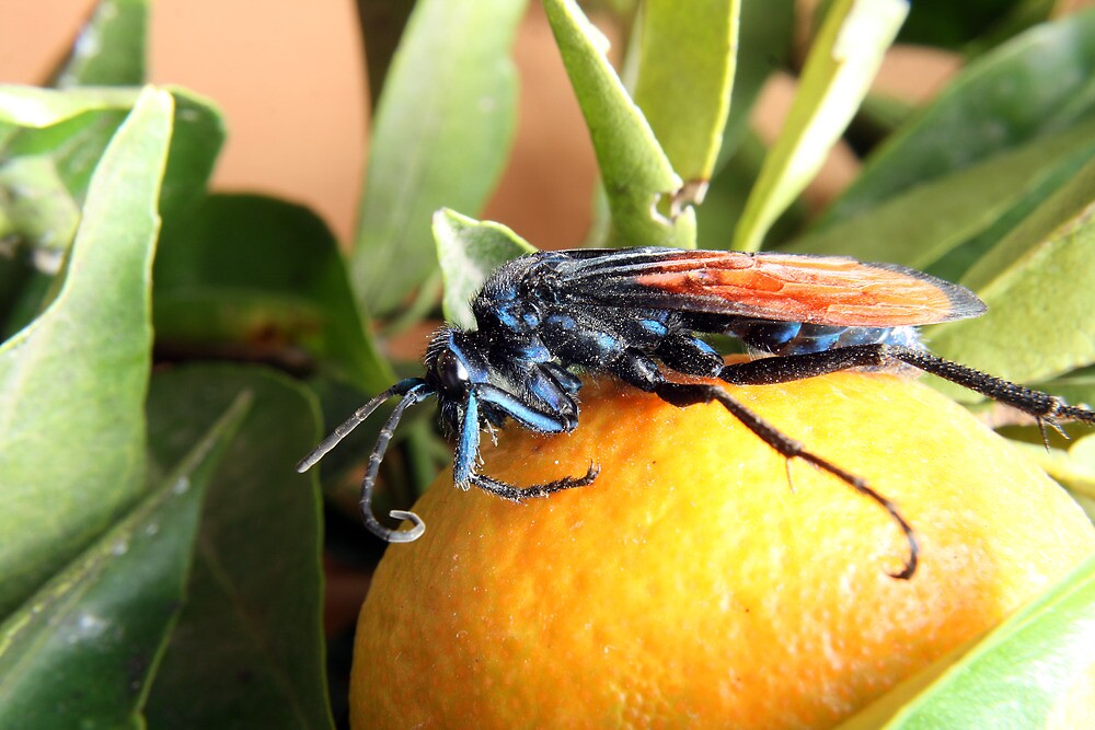 "Tarantula Hawk Spider Wasp on an Orange" by rhamm | Redbubble