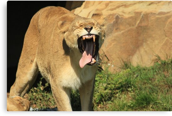 "Lioness Toothless Yawn" Canvas Prints by brettus1989 | Redbubble