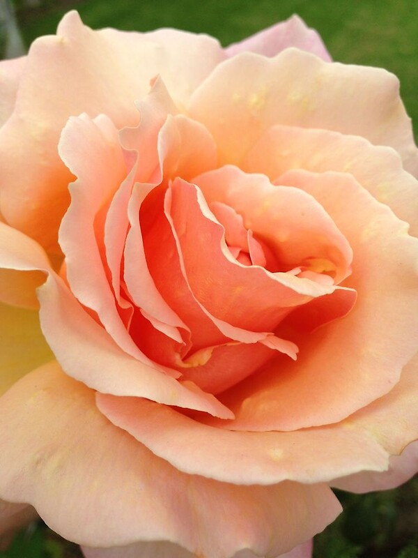 "Peach Rose" by Zoe H | Redbubble