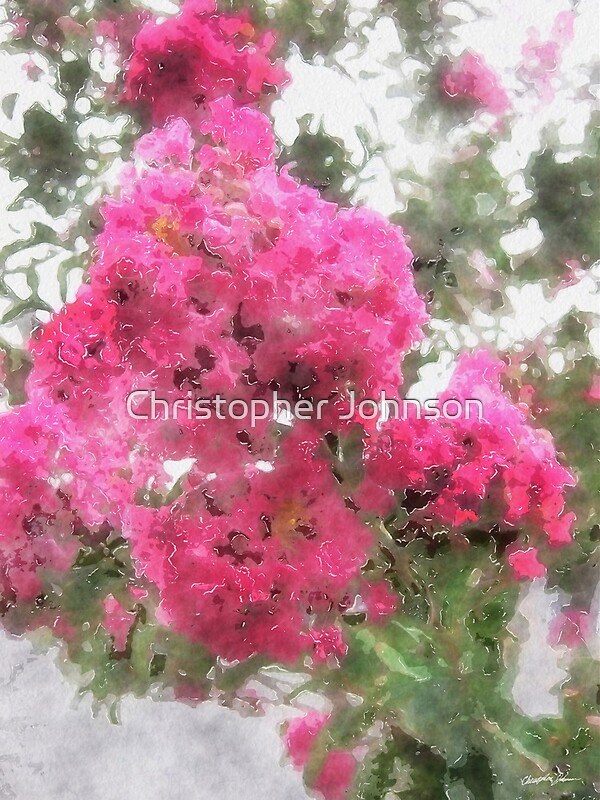 "Crape Myrtle Watercolor" by Christopher Johnson | Redbubble