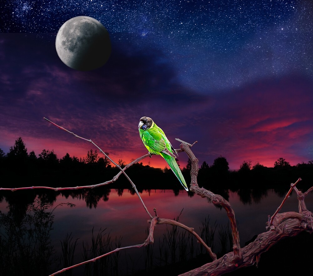 "Australian Parrot Against a Night Sky Galaxy" by FigTreeMagick | Redbubble