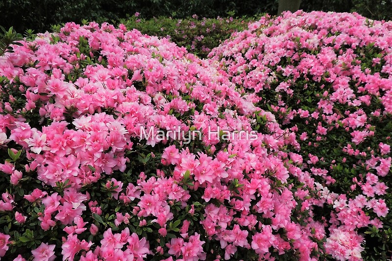 "Pink Azaleas" by Marilyn Harris | Redbubble