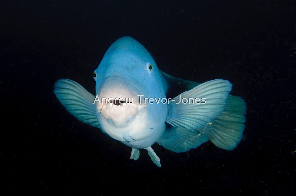 "Eastern Blue Groper - Achoerodus viridis" by Andrew Trevor-Jones ...