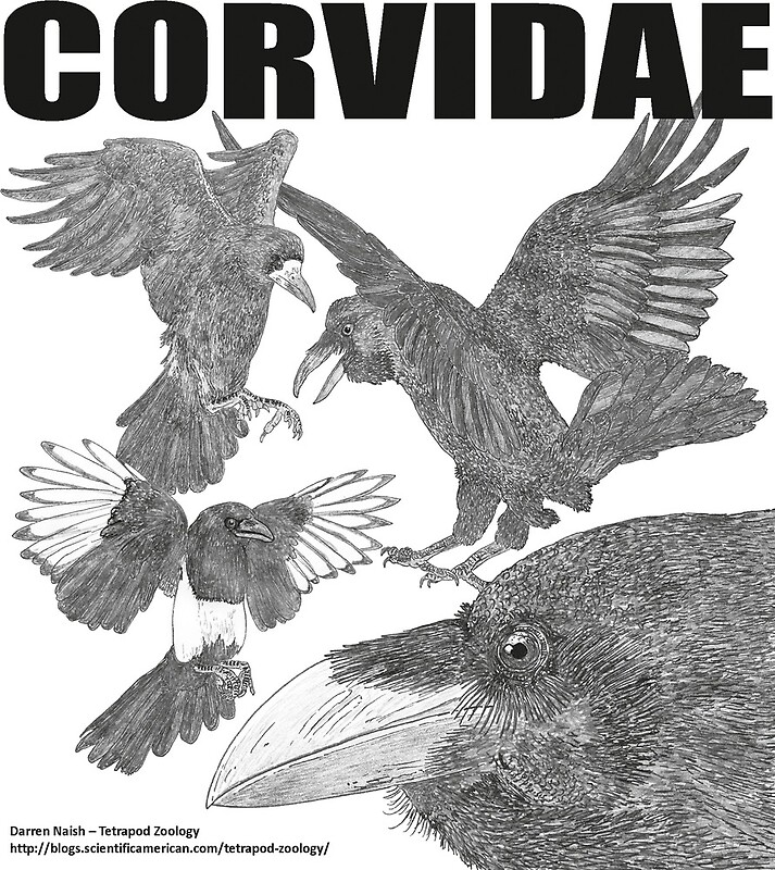 "CORVIDAE" by TetZoo | Redbubble