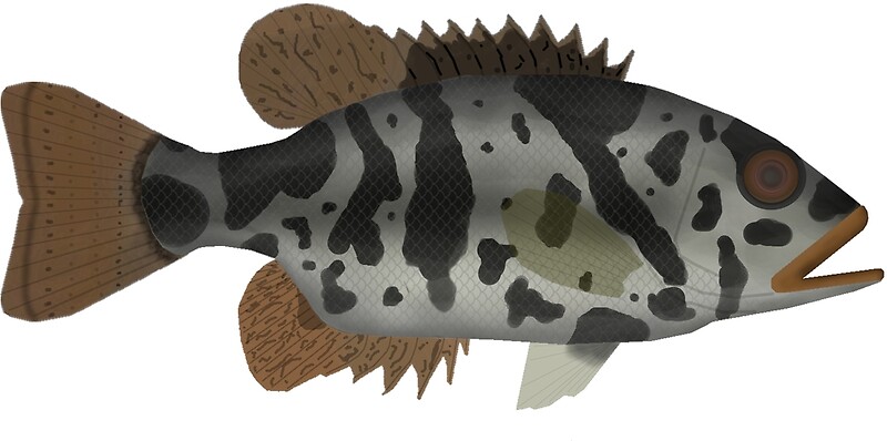 "Shadow Bass" by fishfolkart | Redbubble