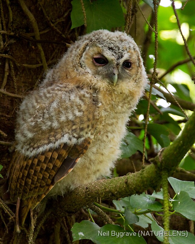 "Tawny Owl Fledgling" by Neil Bygrave (NATURELENS) | Redbubble