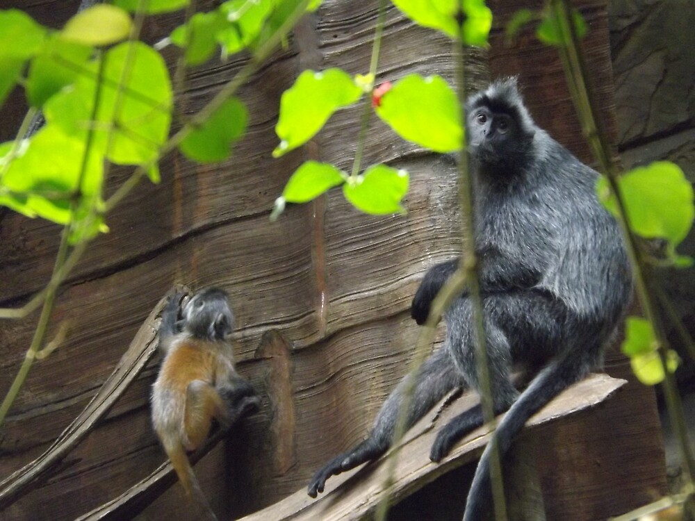"Silvered Leaf Monkey and Baby, Bronx Zoo, Bronx, New York" by lenspiro ...