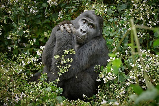 Fossey Collections: Early Descriptions of Tool Use in Wild Gorillas ...