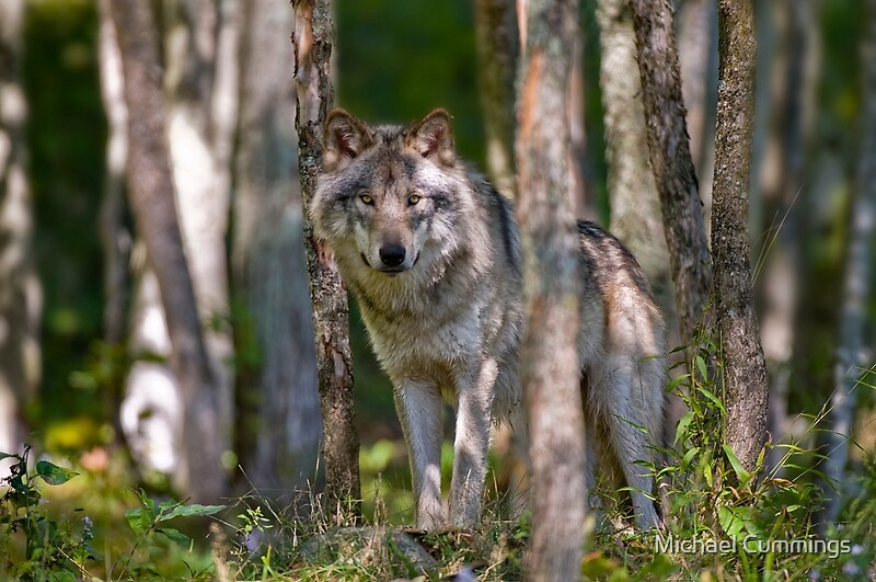 "Timber wolf in Forest" by Michael Cummings | Redbubble