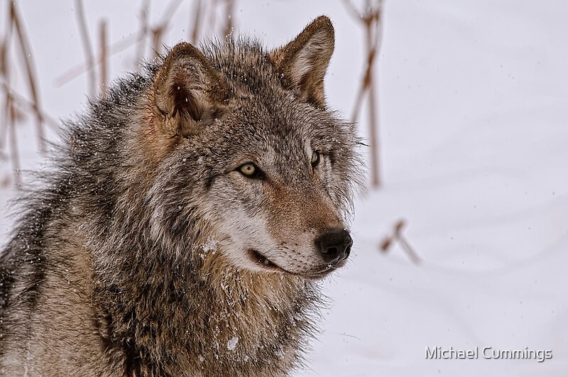 "Timber Wolf Portrait " by Michael Cummings | Redbubble