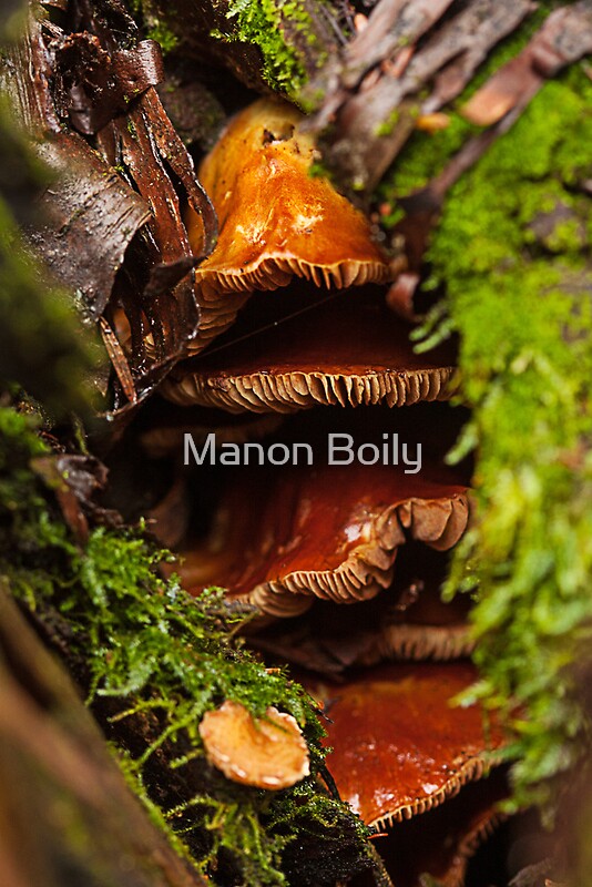 "hey you! yes you! give me a hand... I am squeezed..." by Manon Boily ...