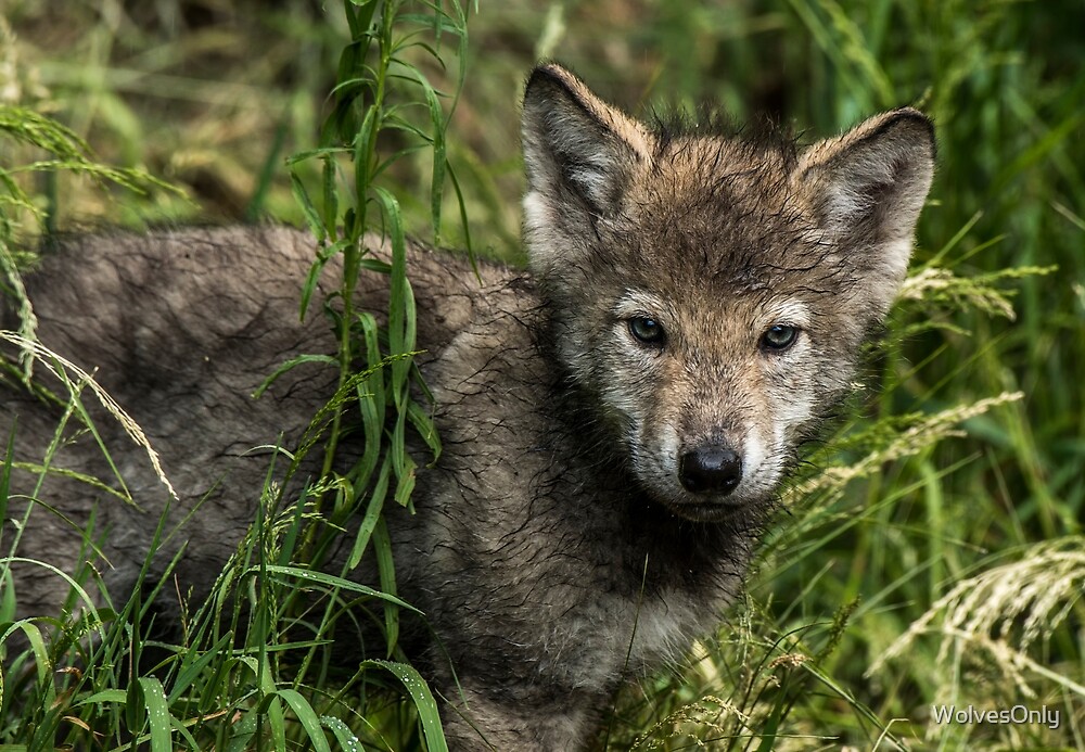 "Timber Wolf Pup" by WolvesOnly | Redbubble