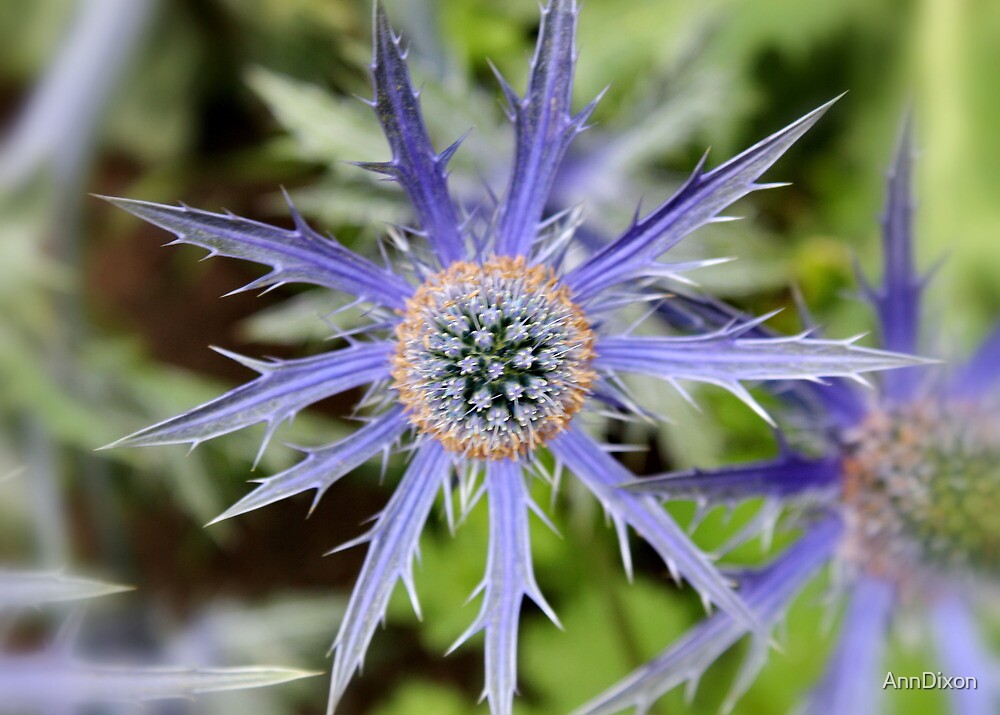 "Sea Holly - Blue Thistle" by AnnDixon | Redbubble