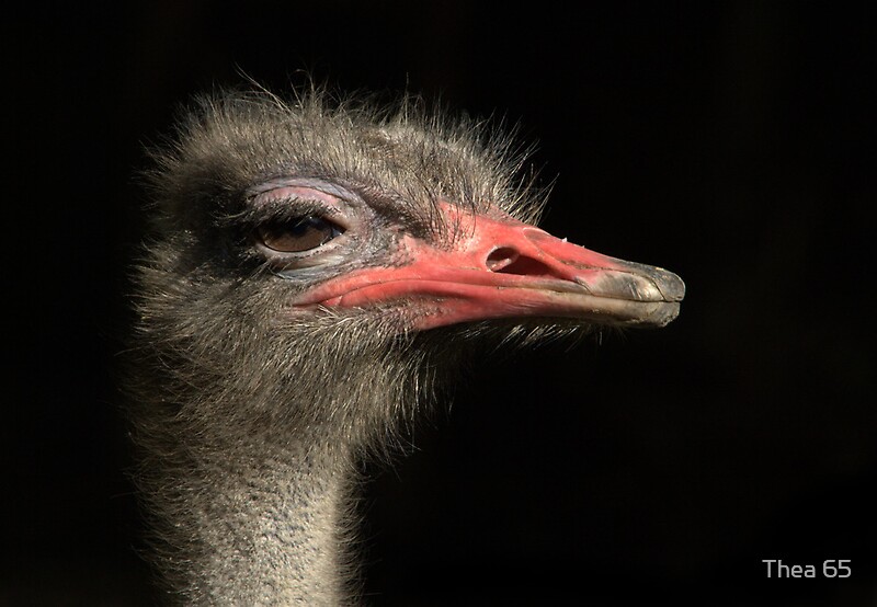 "Pride and priggish" by Thea 65 | Redbubble