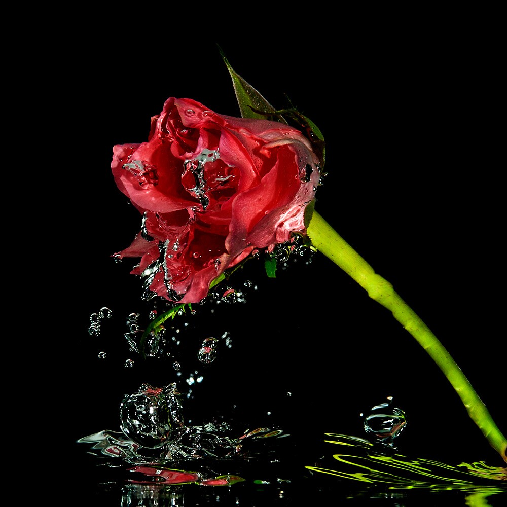 "Watery rose" by Ovation66 | Redbubble