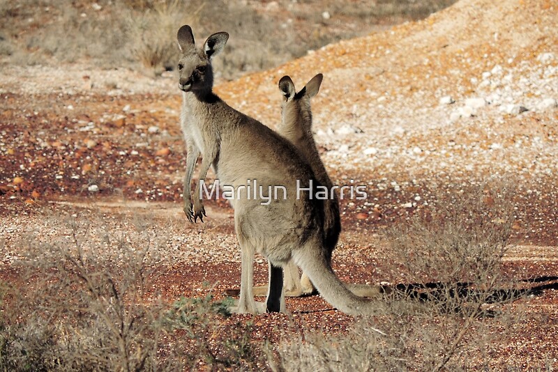 "Kangaroos - White Cliffs" by Marilyn Harris | Redbubble