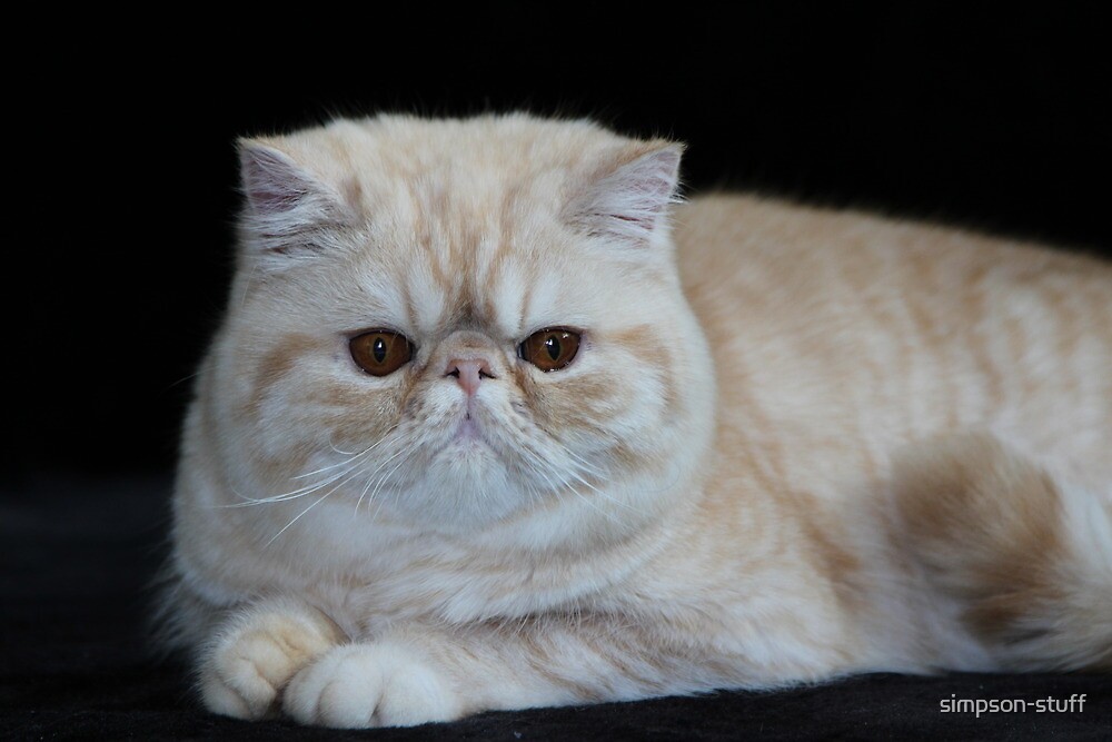 "Boycie - Red Exotic Shorthair Cat" by simpson-stuff | Redbubble
