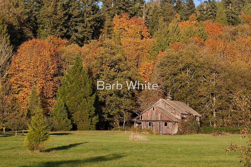 "Fall in Whatcom County, Washington" by Barb White | Redbubble