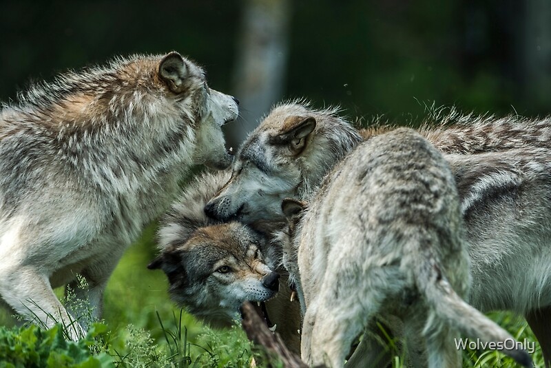 "Timber Wolves Playing" by WolvesOnly | Redbubble