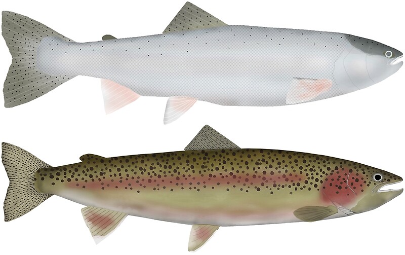 "Steelhead - Ocean and Spawn Phases" by fishfolkart | Redbubble